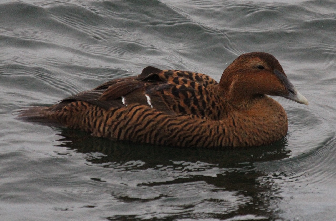 New England Coastal Birds: "Three Days of Winter Seabirding on Cape Cod ...