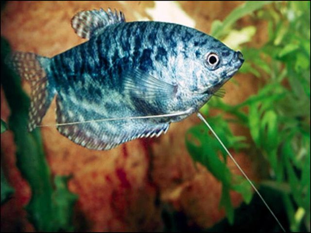 Gambar Ikan Sepat Rawa, Siam, Mutiara, Biru, Terbesar Harga Mahal