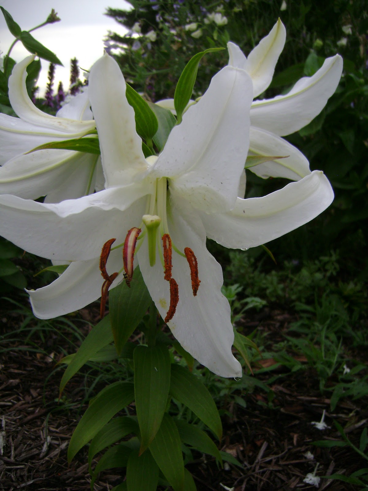 Prairie Rose's Garden: The Arbor Bed Unveiled