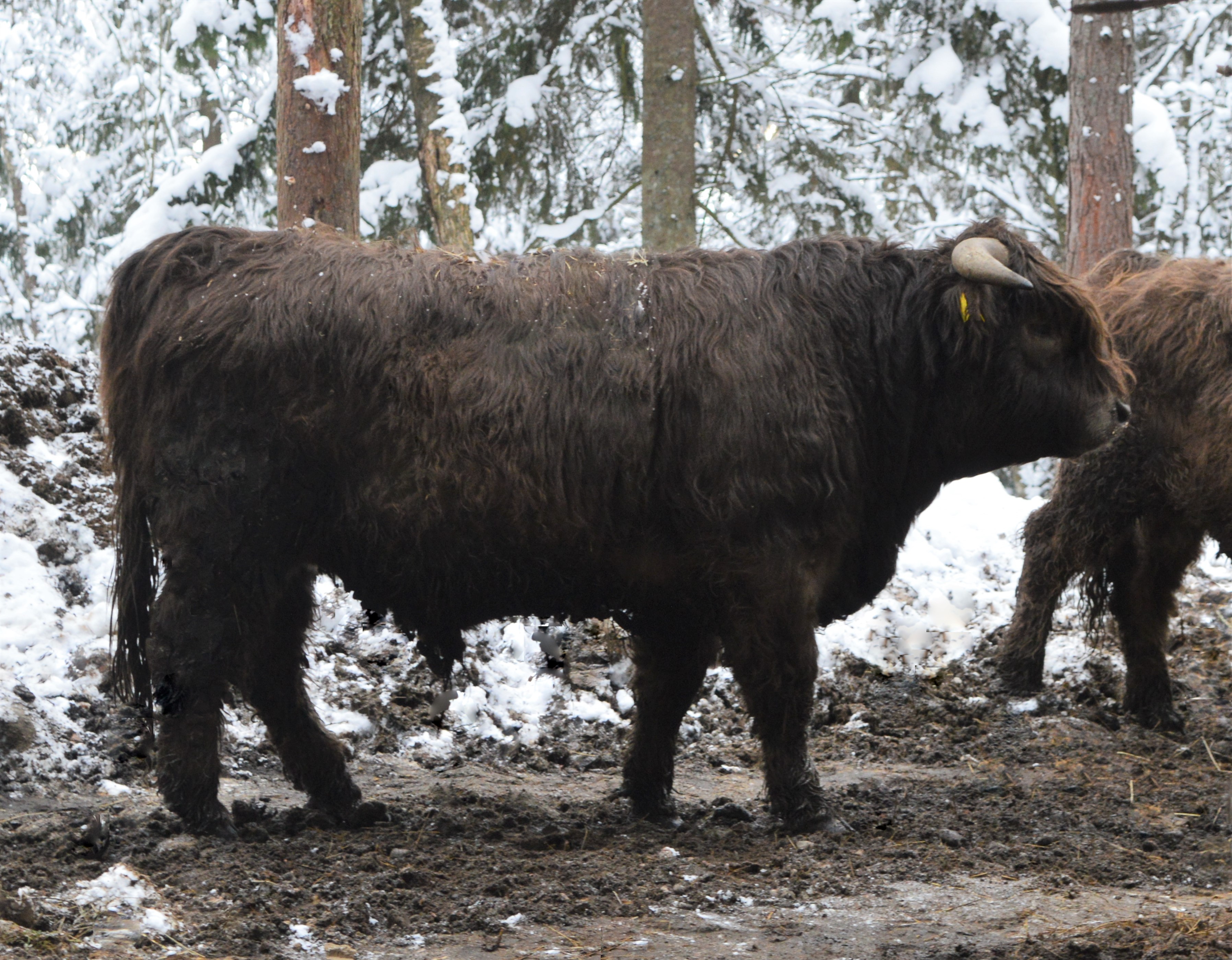 Boe's Highland Cattle: Tjurar till salu / Myytävät sonnit
