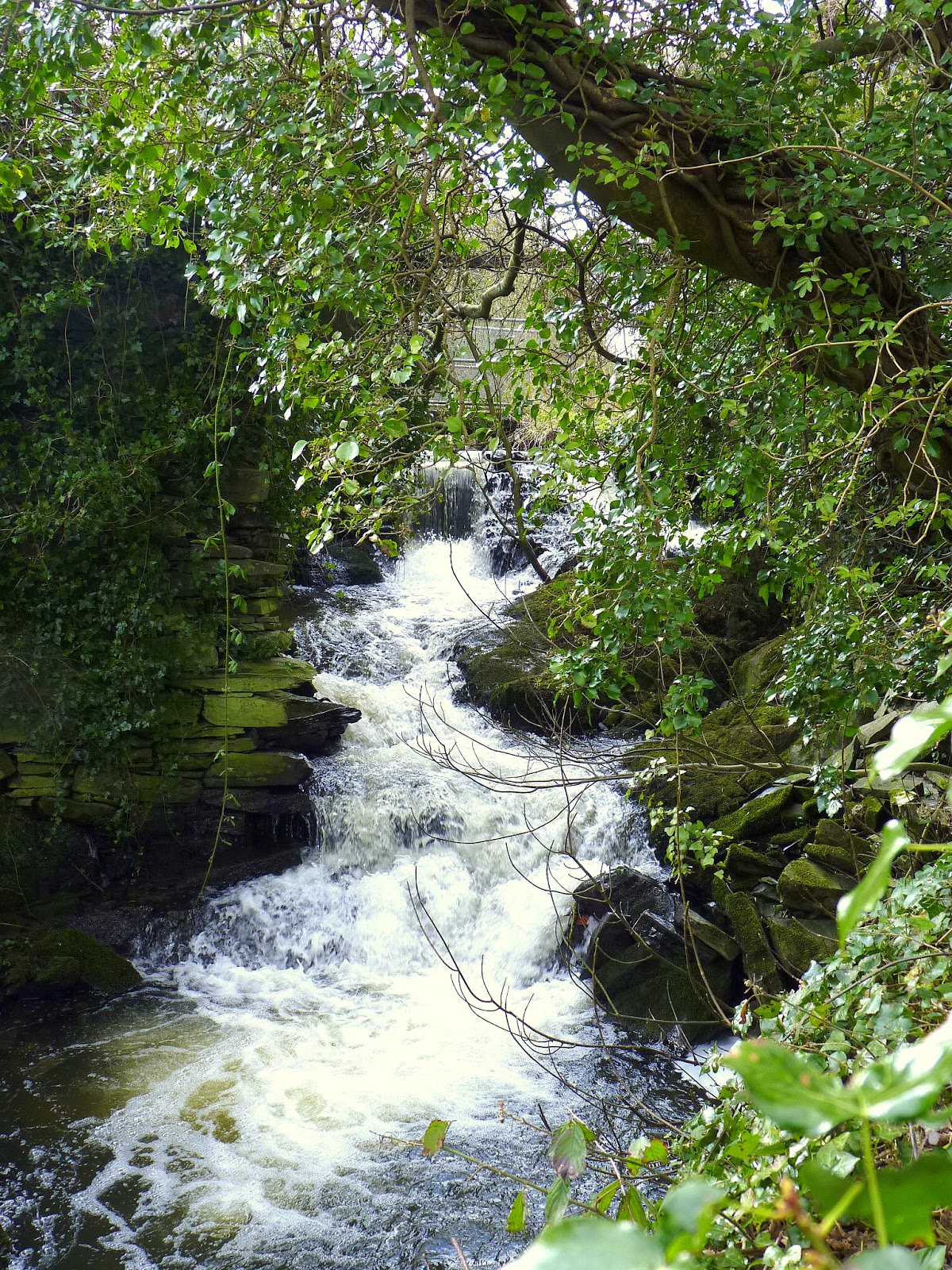 Birding For Pleasure: Birds at Crawfordsburn Country Park