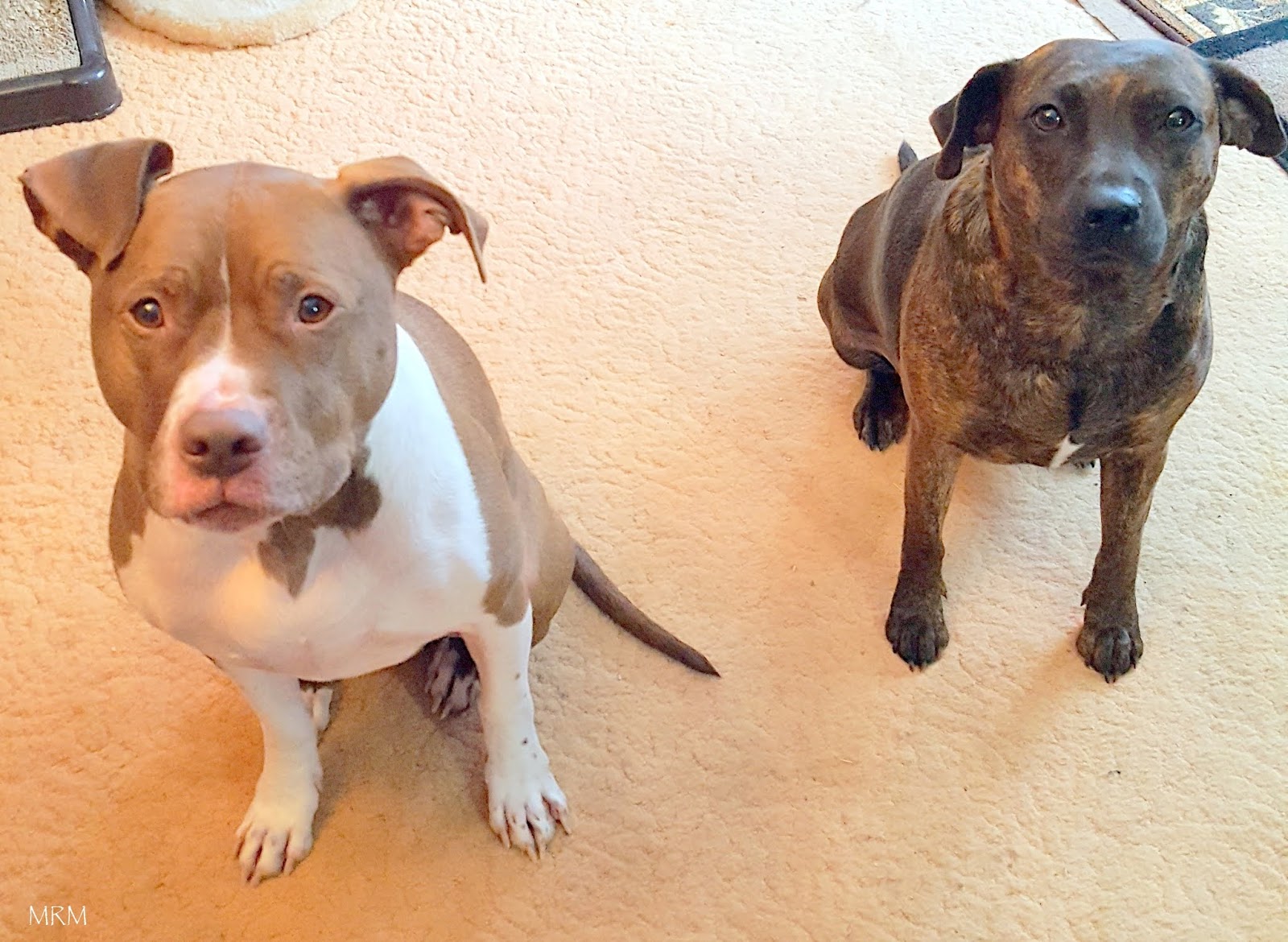 Lost In The Bozone Crum s Law Of Following Dogs