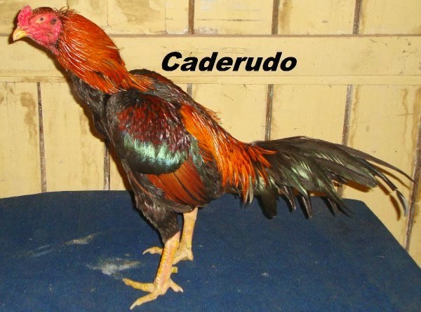 GALOS DE COMBATE BRASIL #2021: UM DOS GALOS MAIS FAMOSOS DO BRASIL