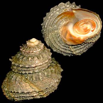 La línia de Wallace: de desembre 2014