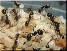 Hormigas-Ants trabajando juntas en equipo - Blog Tema Hormiga