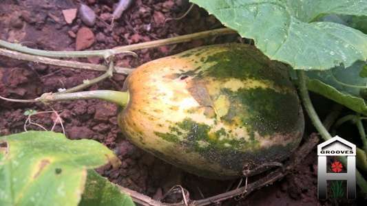 My Mash Melon (Chibud) Story