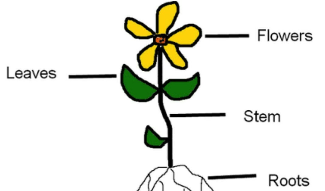 Blog de 3º de Primaria: NATURAL SCIENCE - UNIT: PLANTS - LESSON: CHARACTERISTICS OF PLANTS