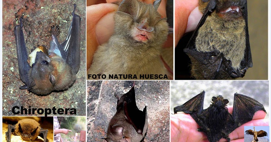 FOTO NATURA HUESCA 2: VÍDEO - QUIRÓPTEROS Chiroptera