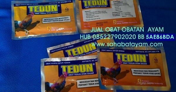 OBAT AYAM TEDUN, CARA MENGOBATI AYAM TEDUN, AYAM TEDUN, OBAT AYAM TEDUN ...