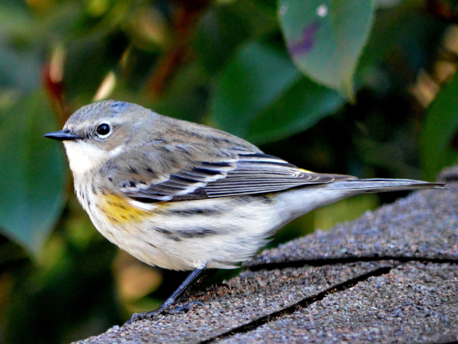 SE Texas Birding & Wildlife Watching: Winter Residents: Warblers & Kinglets