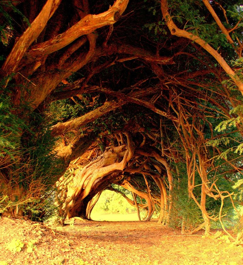 Beautiful World : The Most Beautiful Tunnels of Trees From Around the World