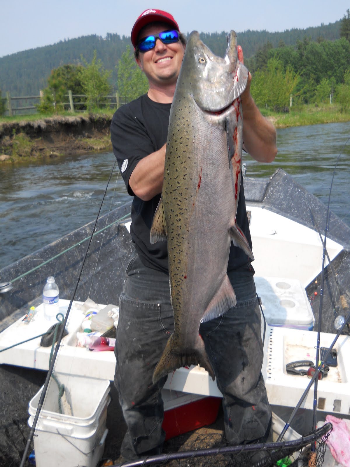 Fishwenatchee.com: Springer fishing on Icicle kicking in to high gear