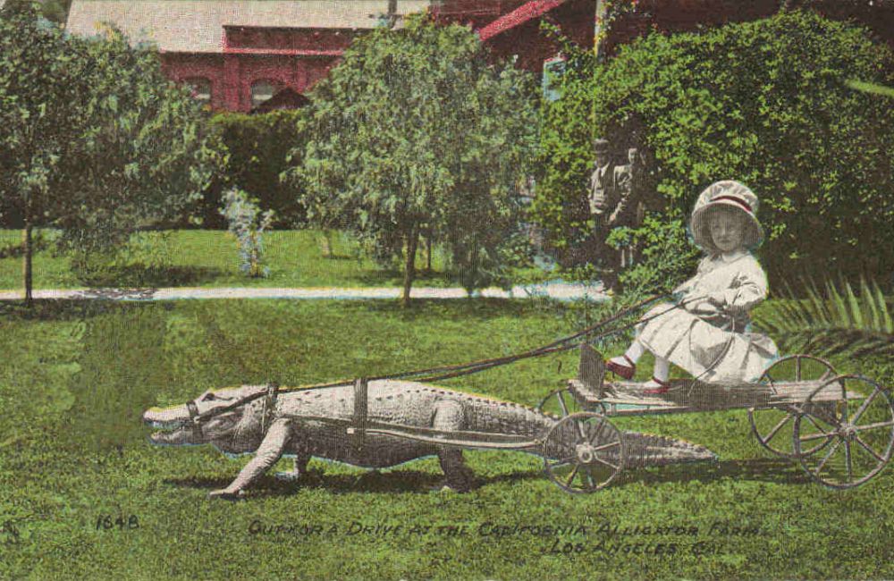 When Kids Played With Alligators in Los Angeles in the Early 20th ...