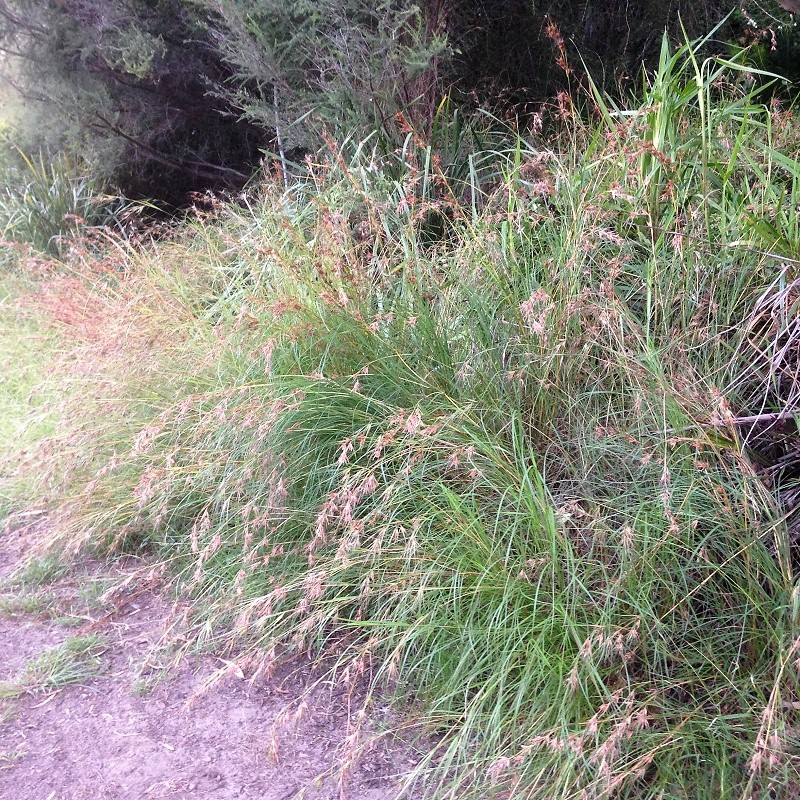 Try growing: native grasses of the Illawarra | Growing Illawarra Natives
