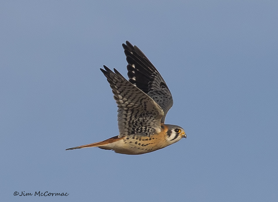 Ohio Birds and Biodiversity: Kestrel flyby, and a showy prairie sunset