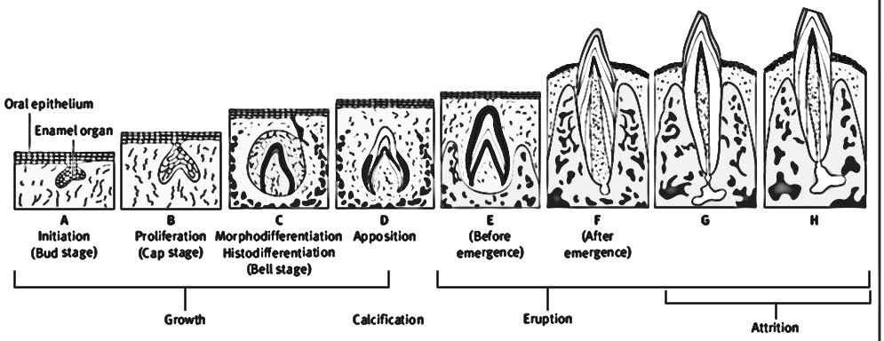 Tooth development l Oral histology & biology MCQs for dental students ...