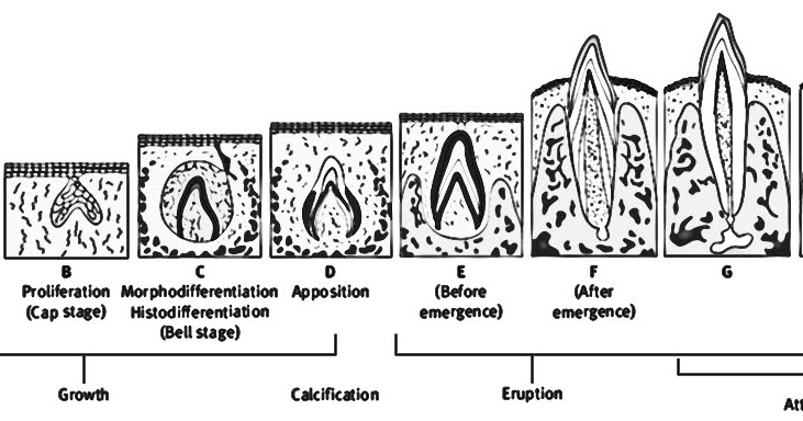 Tooth development l Oral histology & biology MCQs for dental students ...