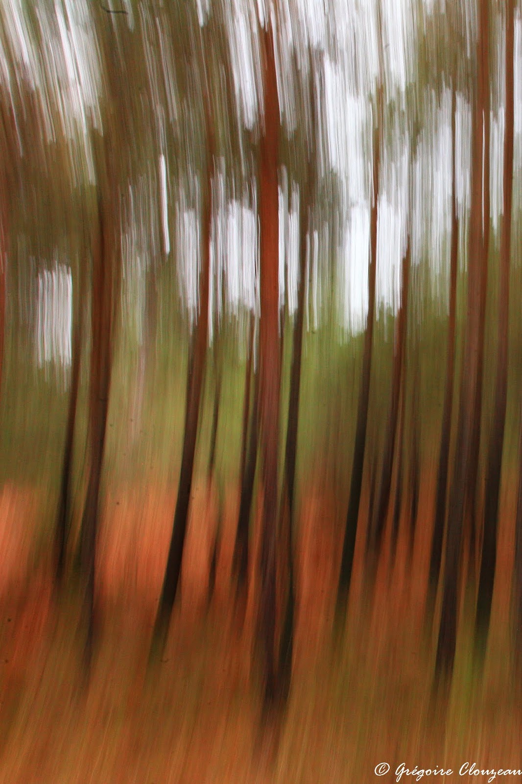 Droites forestières, la forêt symbolique ~ FontaineBleau Passion
