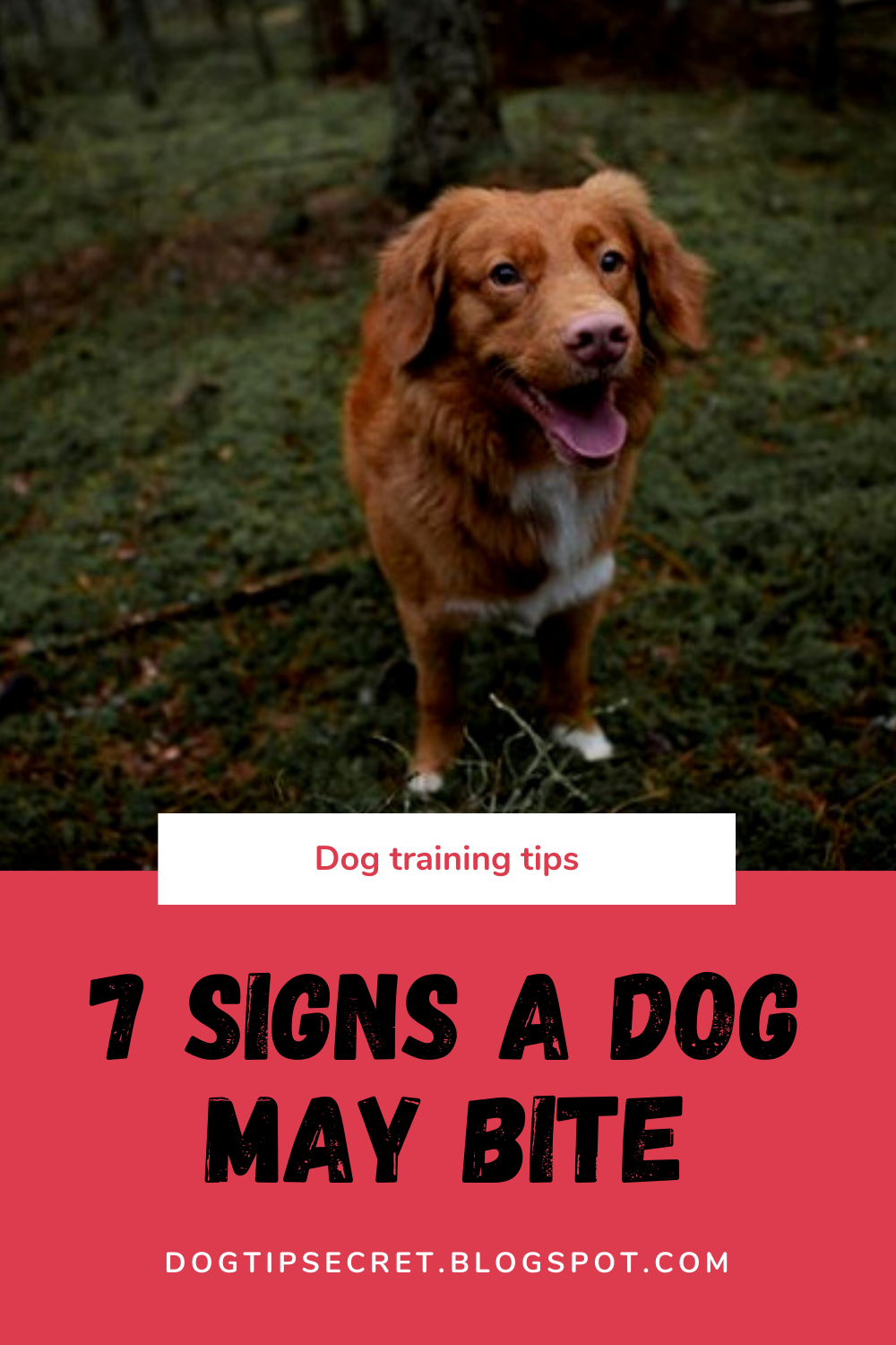 7 Signs a Dog May Bite- Dog training tips | Dog Tips Secret