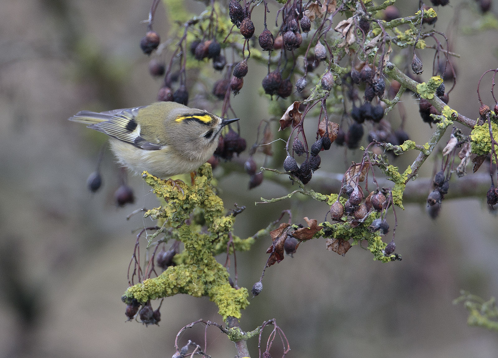 pewit: Goldcrests