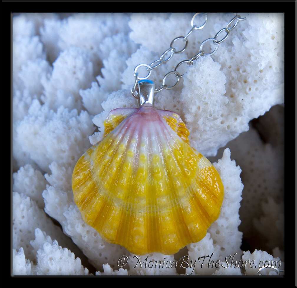 Monica's Blog: Tasty Sunrise Shells Delicacies from Hawaii