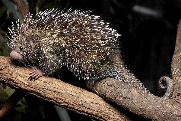 Un espacio para las Ciencias Naturales: c- Un ser vivo con peligro de ...