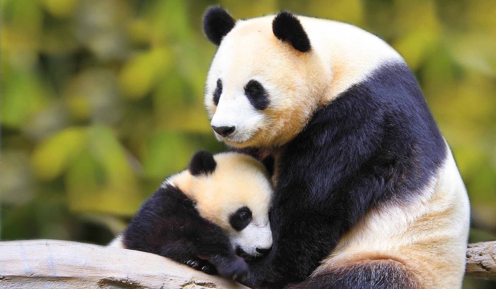 Panda Full HD Wallpapers, Panda Wallpapers, Panda HD Desktop Wallpapers ...