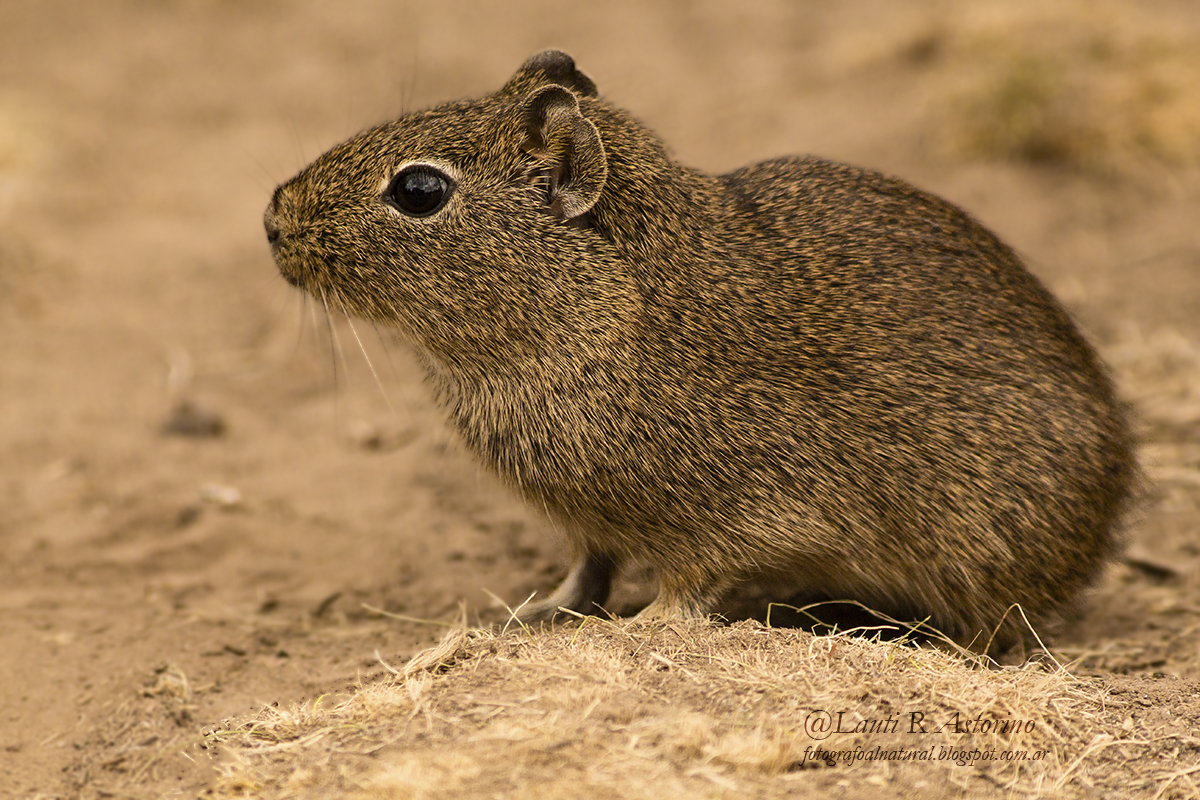 Fotografoalnatural: Cuis Chico