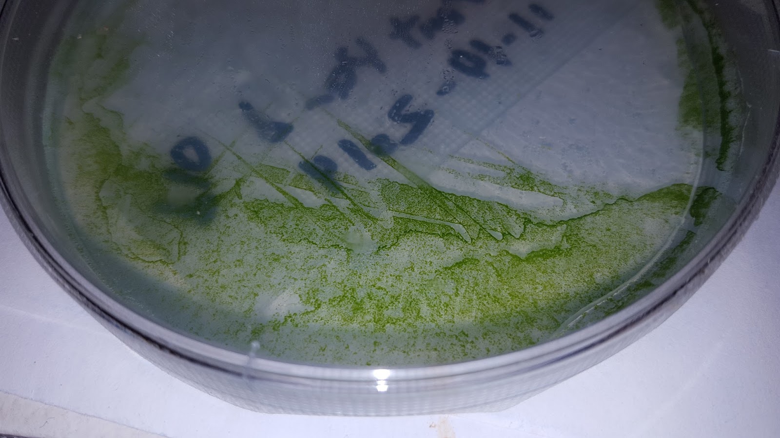 Amateur Algae culturing and cultivation : We have algae culture growth ...