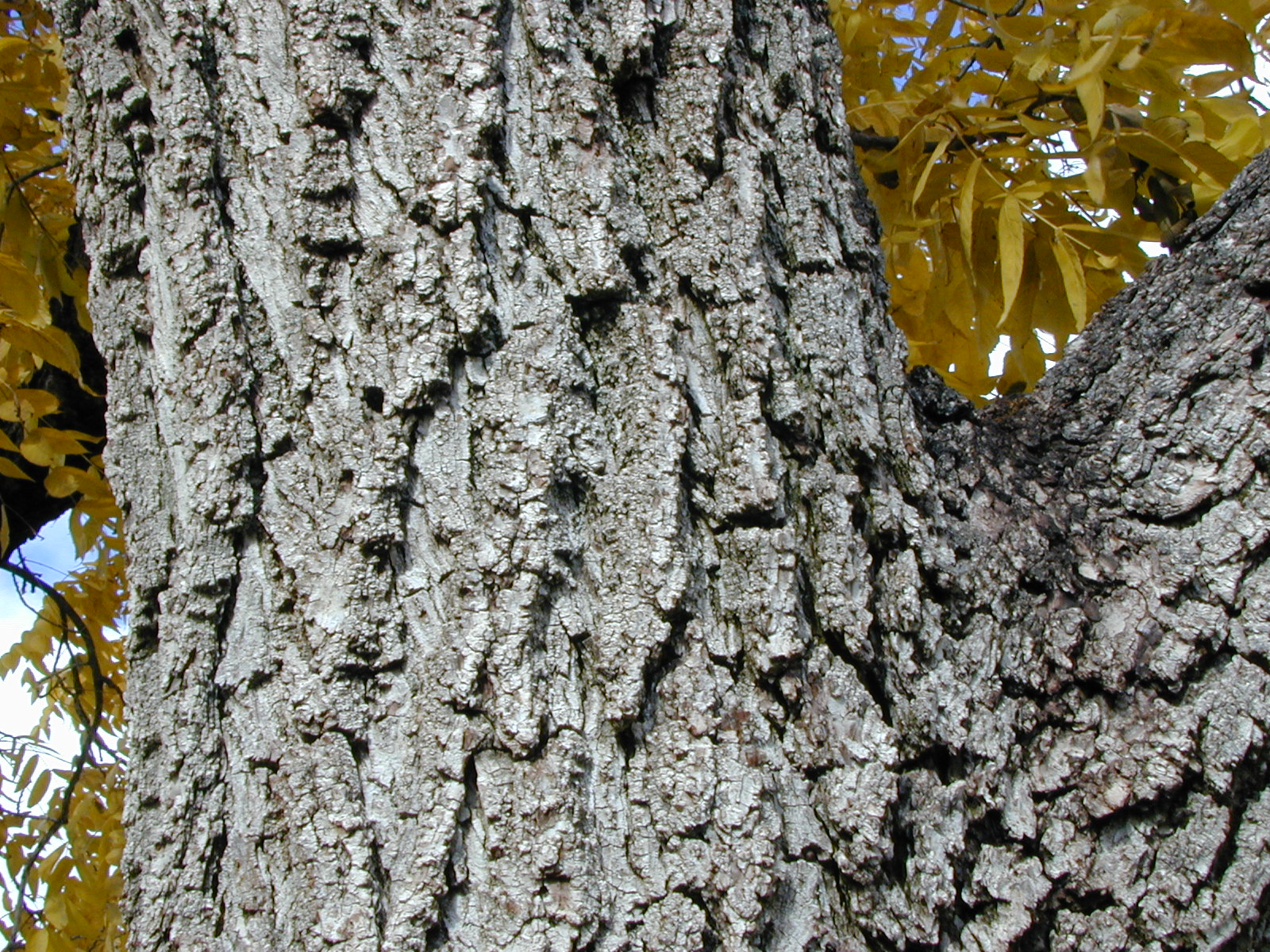 Trees of Santa Cruz County: Juglans nigra - Black Walnut
