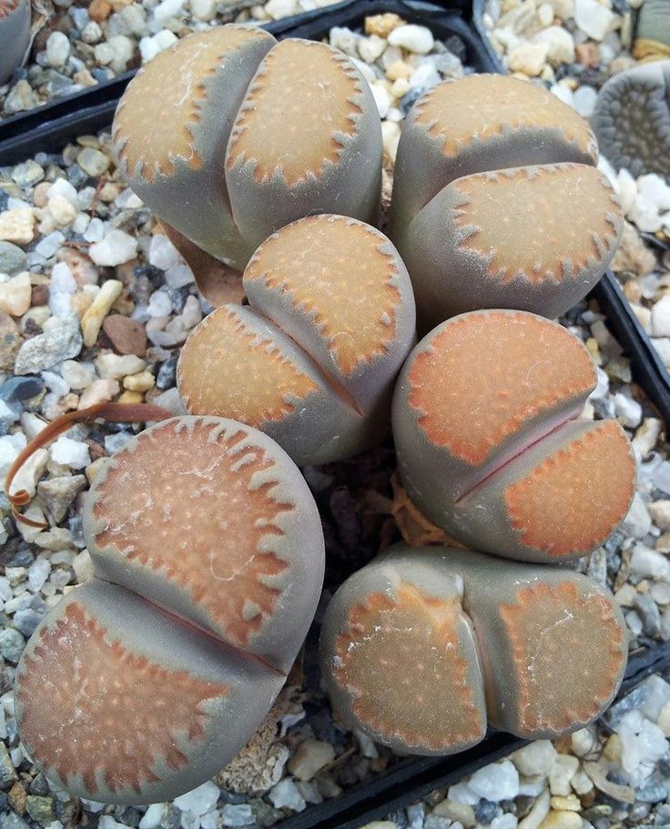 LITHOPS SPECIES ~ Cactus and suculents