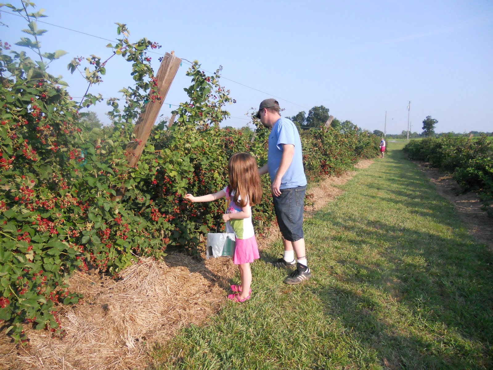 Thoroughly Blessed: Berry Picking