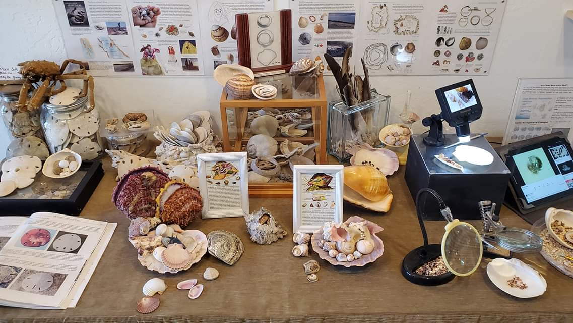 SeaShell Museum: January 2020