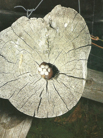 "Bird Poop" of north Texas: A simple change in thinking attracts ...