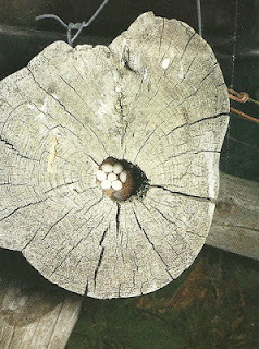 "Bird Poop" of north Texas: A simple change in thinking attracts ...