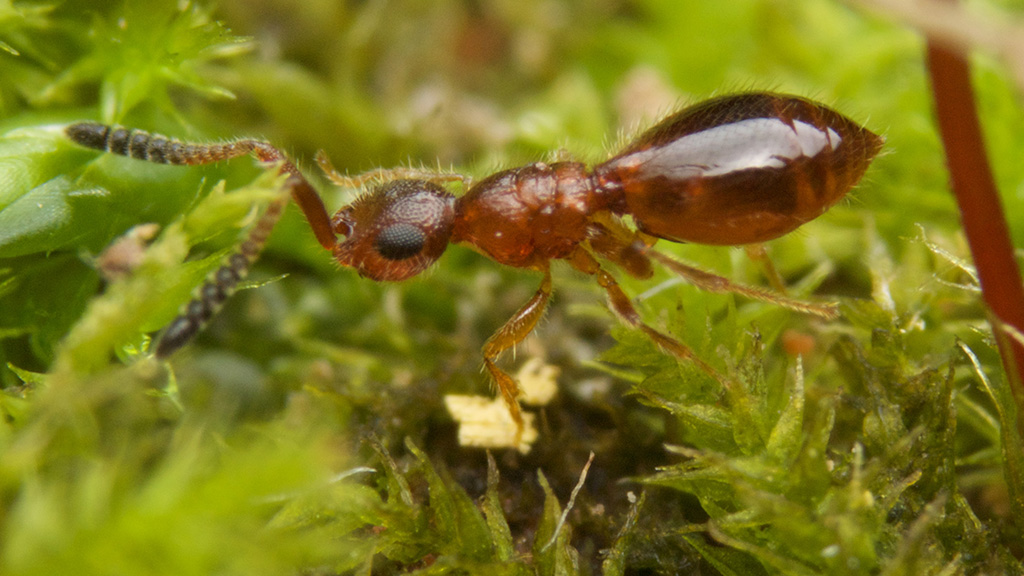 ムシをデザインしたのはダレ？: オオモンクロバチ科 Lagynodes ?pallidus