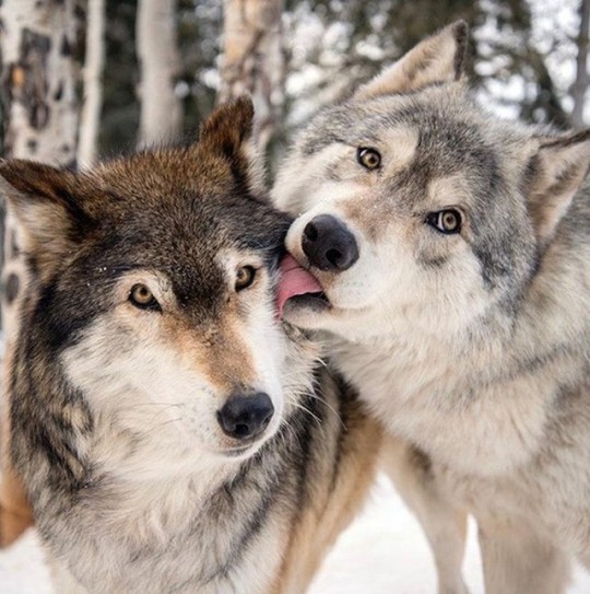 ANIMALS TIME : The 10 best wolfs pics (las 10 mejores fotos de lobos)