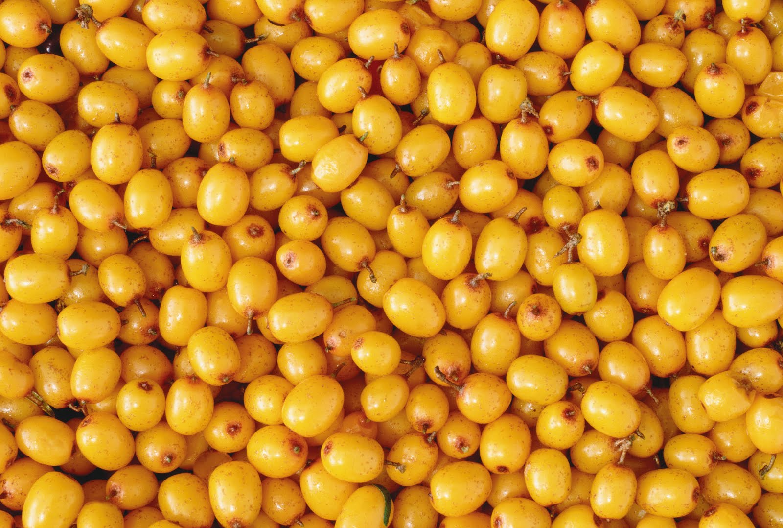 Wallpaper - Photo and Images