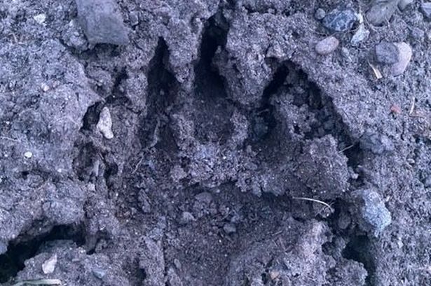 Mystery Cats: UK, North Wales: giant 'big cat' paw print