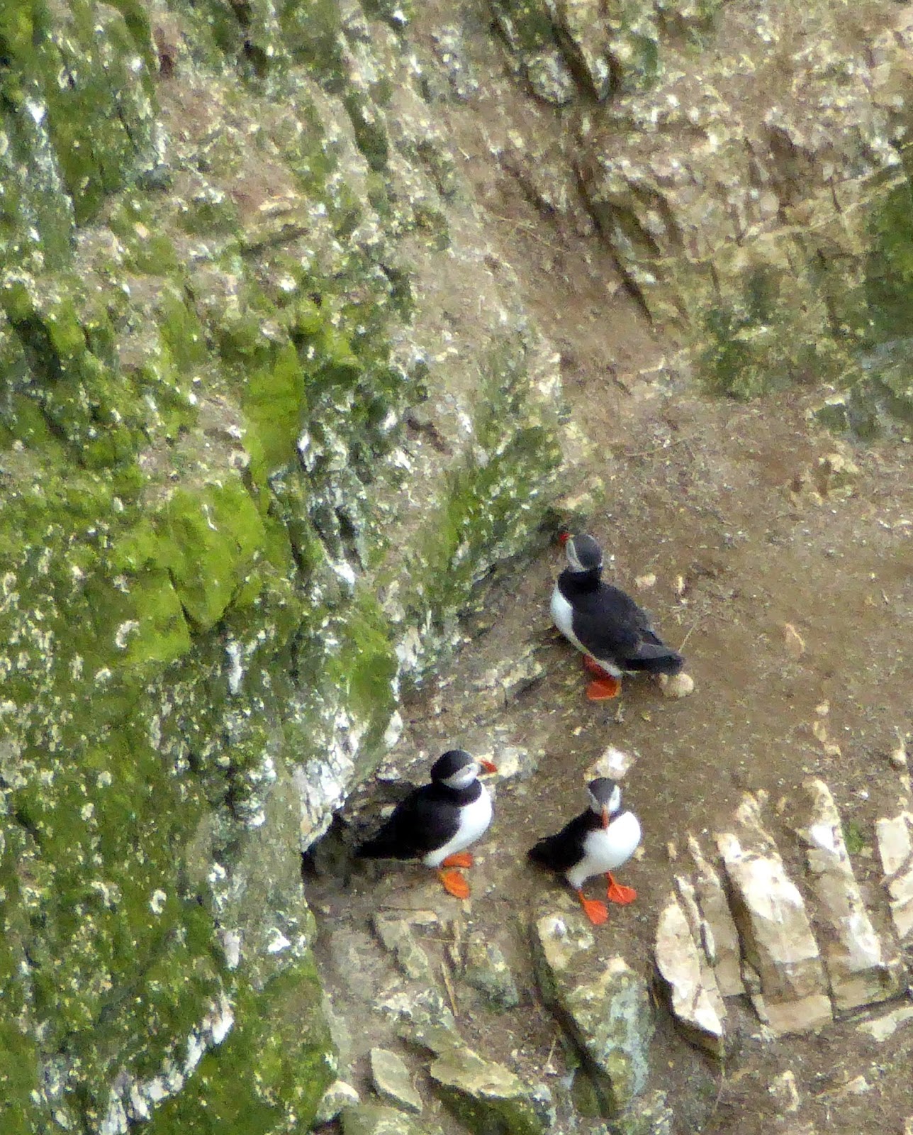 Wild and Wonderful: Puffins from RSPB Bempton Cliffs, Yorkshire