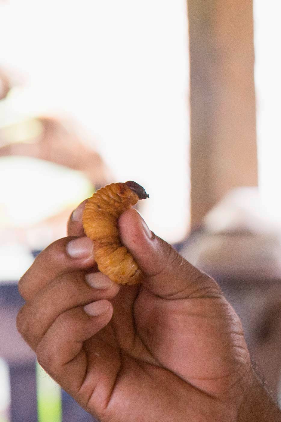 Bob's Photos: Amazon Rainforest Vacation in March