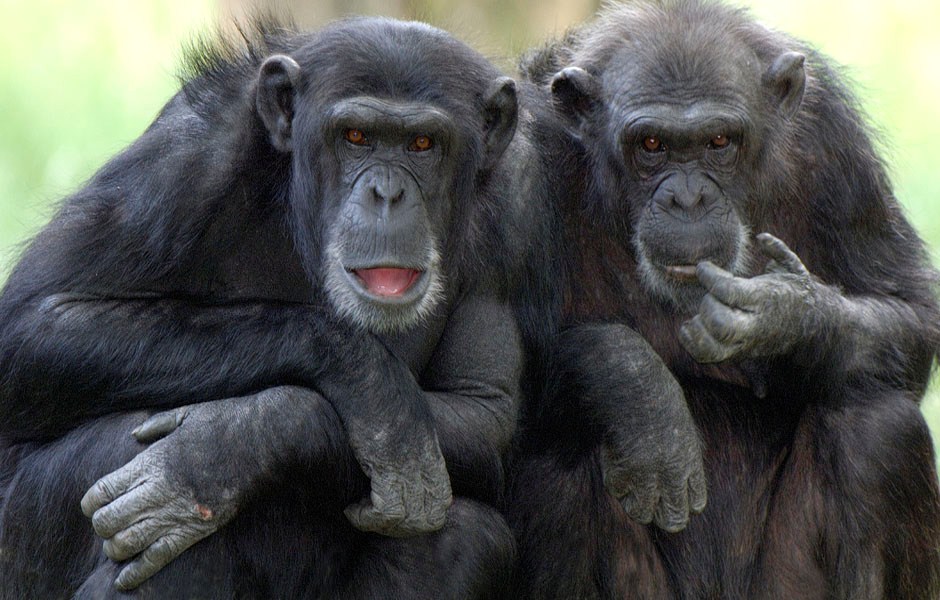 Mieke Gorter: Koning Aap Nederland clubdag van 27 nov