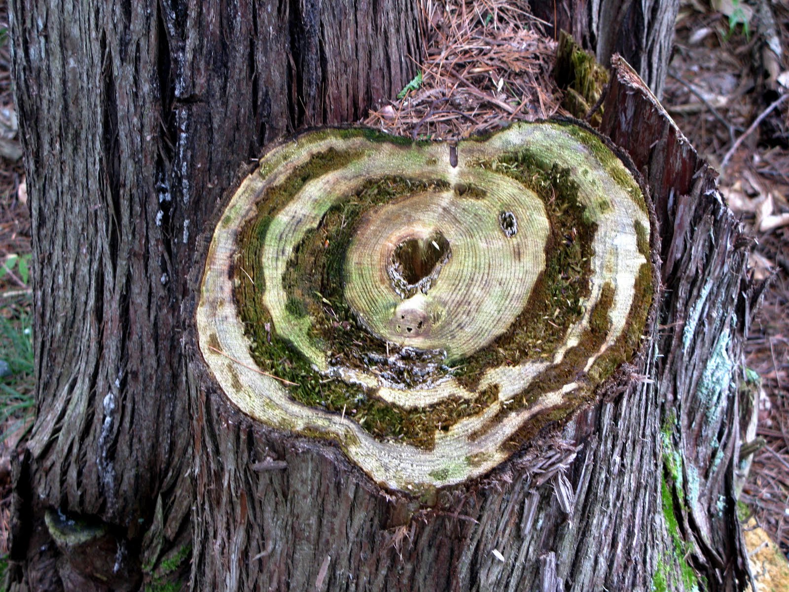 Meandering...: 'Shrooming in Acadia