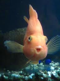 Los peces de Cabrera