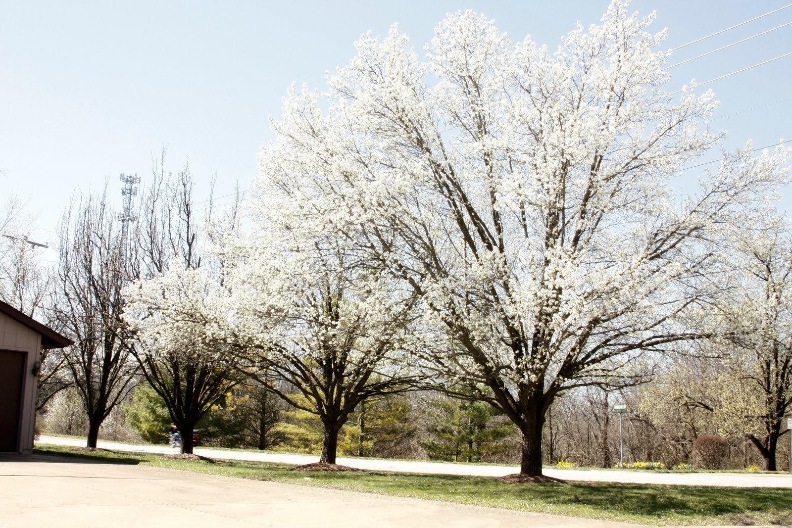 Kranky Granny: Durant Ashmore and the curse of the Bradford Pear Tree