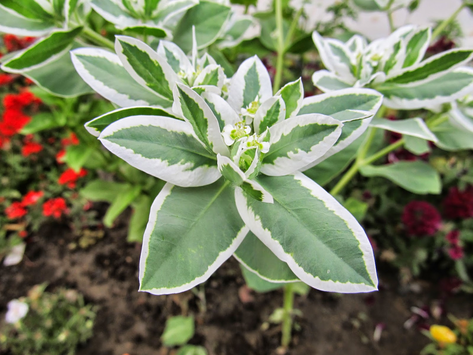 Cittaslow Botanik Park: ALACALI SÜTLEĞEN VE ATATÜRK ÇİÇEĞİ