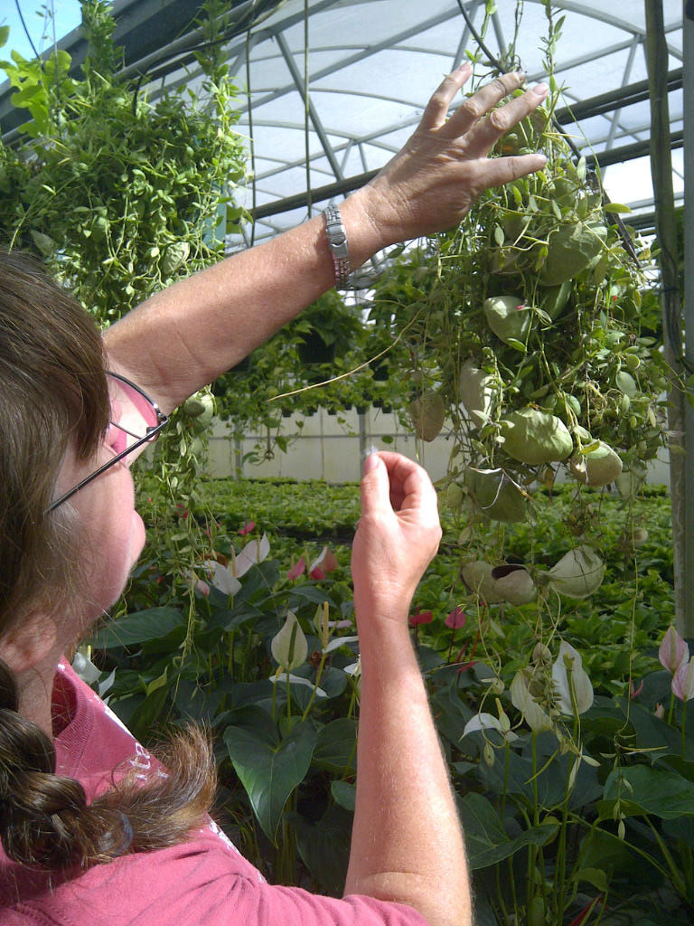 The Rainforest Garden: Finding the Next Big Trend in Houseplants