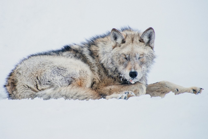 White Wolf : 29 Majestic Photos of Russian Wolves by Ivan Kislov Are ...
