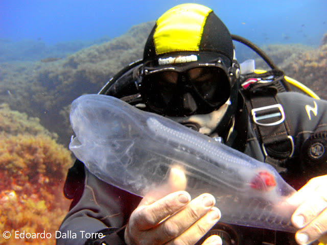 OM: SEE THROUGH SEA CREATURE