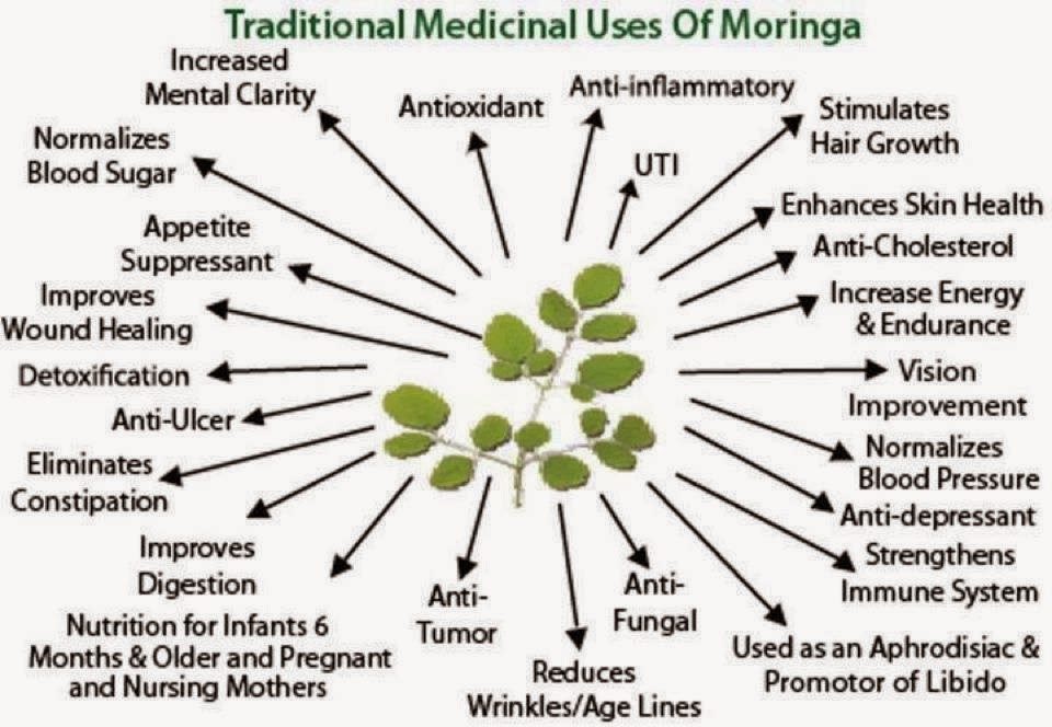 FoodTechNews Medicinal Benefits Of Moringa Oleifera The Miracle Tree foodtechnews-medicinal-benefits-of-moringa-oleifera-the-miracle-tree